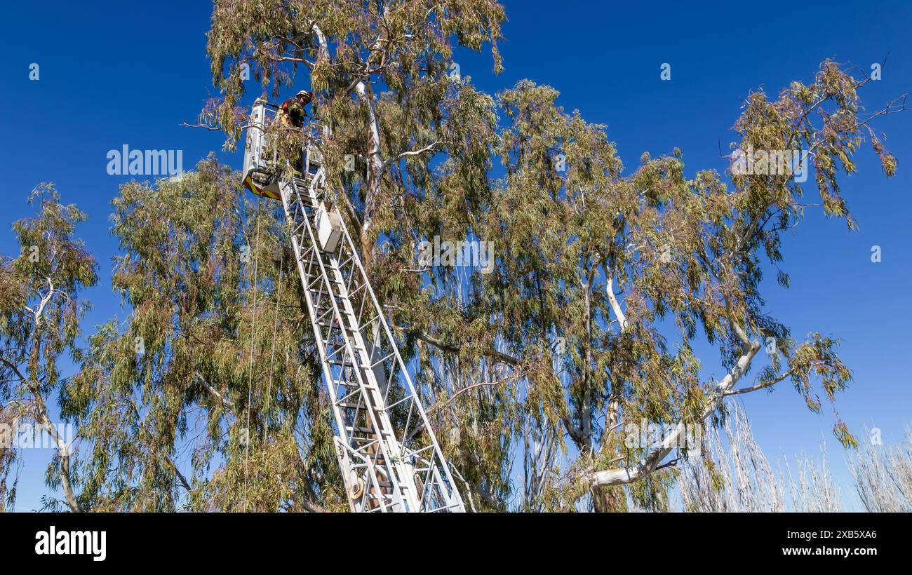 Firefighter rescue tree on top of ladder Stock Photo - Alamy