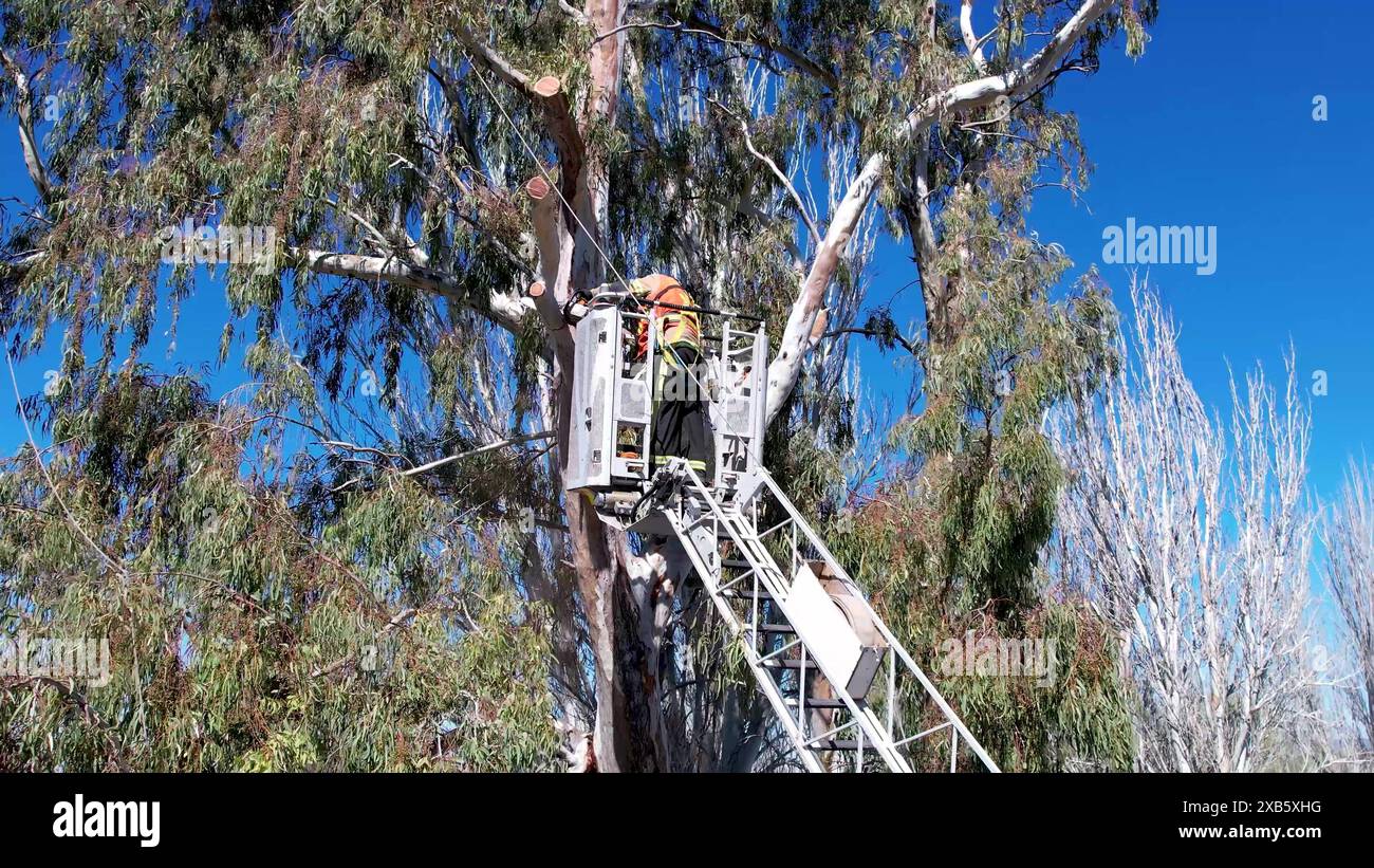 Firefighter rescue tree on top of ladder outdoors Stock Photo - Alamy