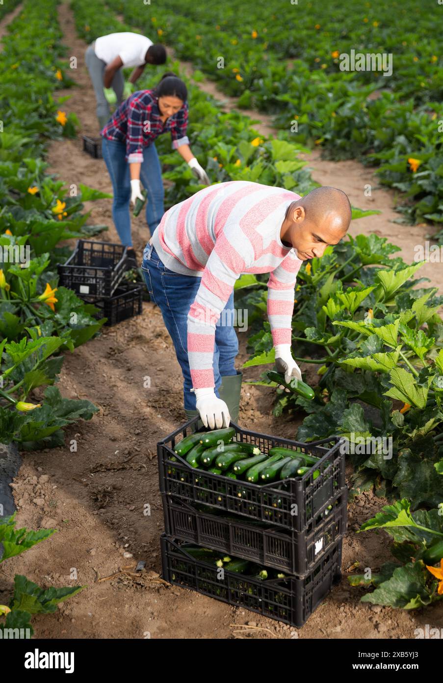Group of people picking green courgettes on plantation Stock Photo - Alamy