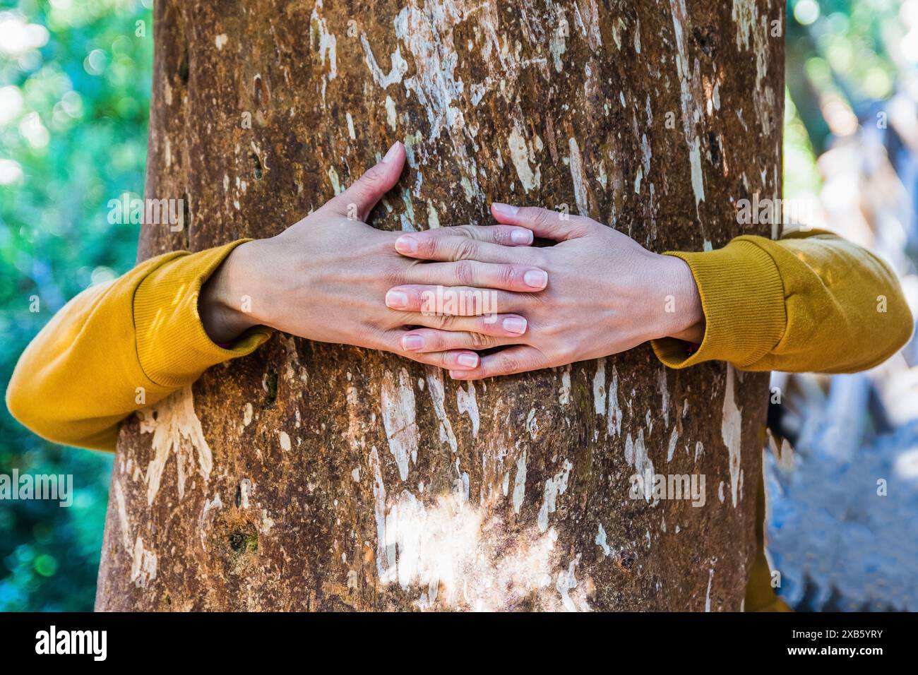 Hugging a pine tree hi-res stock photography and images - Alamy
