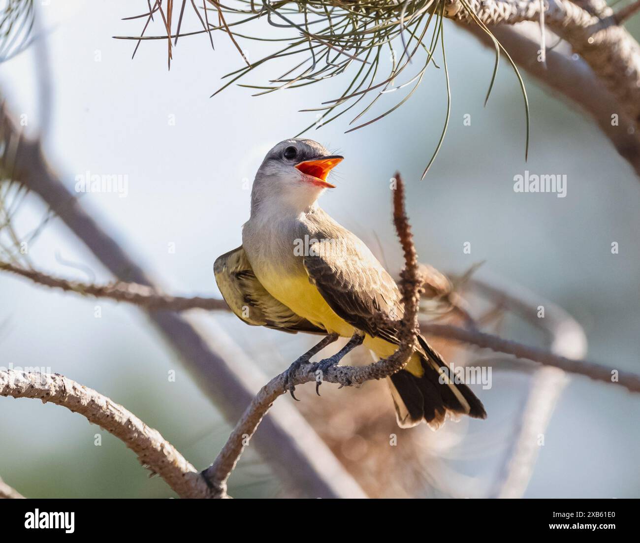 A Western Kingbird baby bird perched on a pine branch waiting for its ...
