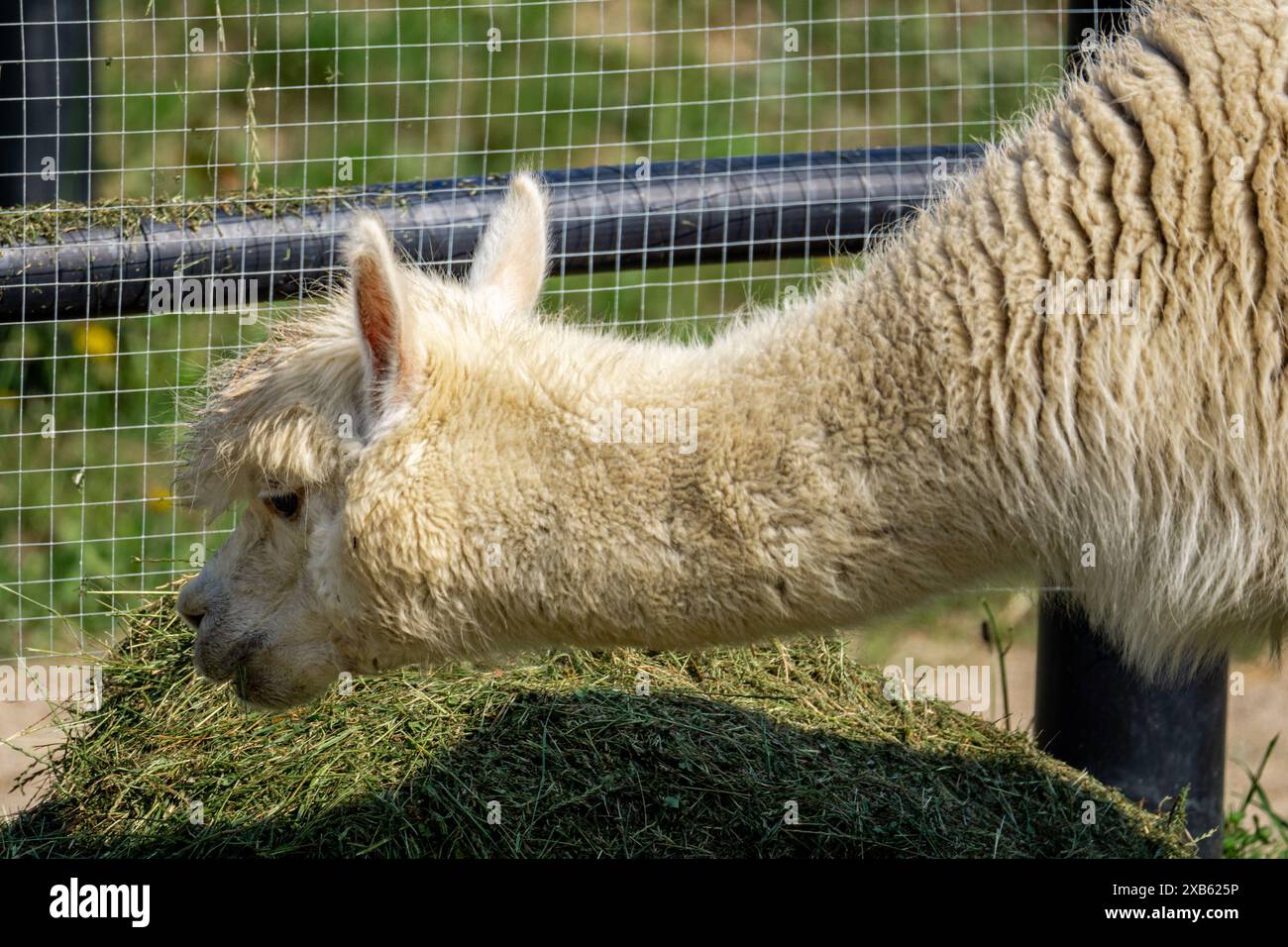 White Alpaca Eating Hay in Enclosure Stock Photo - Alamy