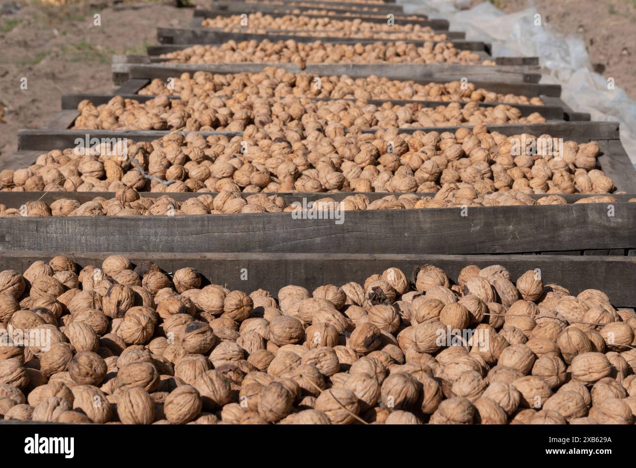 walnuts drying in the sun Stock Photo - Alamy