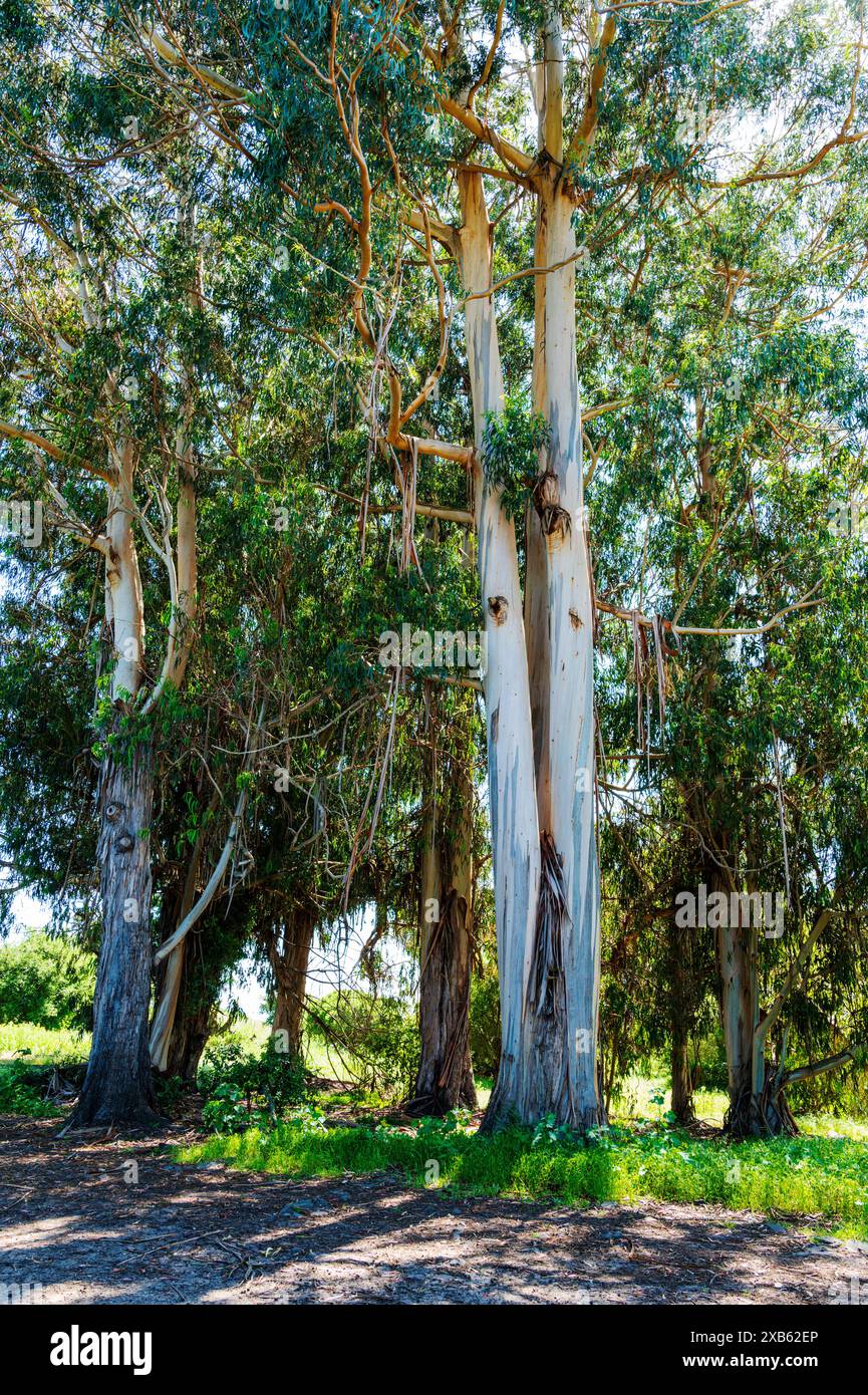 Large old Eucalyptus Trees; Douglas Family Preserve; Santa Barbara ...
