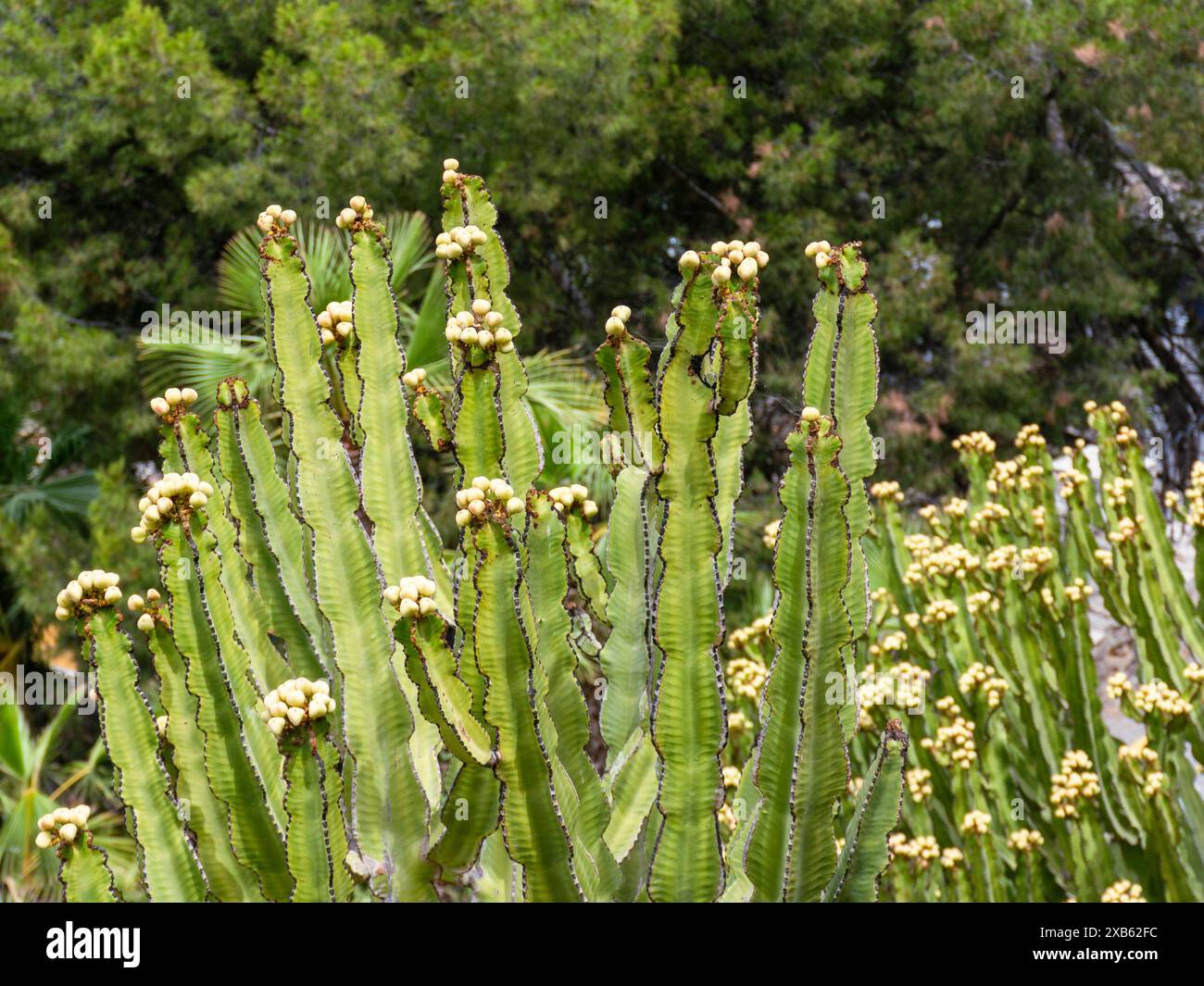 Cactus, euphorbia candelabrum, con frutos inmaduros a principio del ...