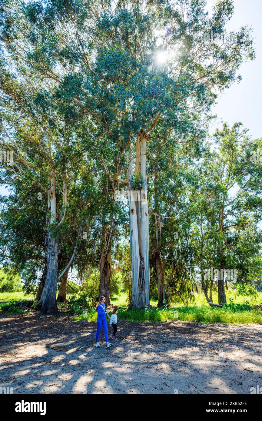 Visitors stroll past large old Eucalyptus Trees; Douglas Family ...