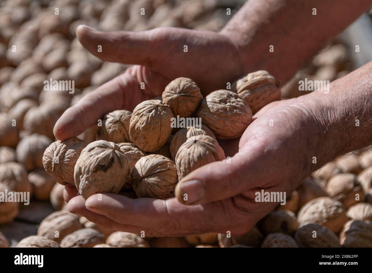 dirty hands full of walnuts Stock Photo - Alamy