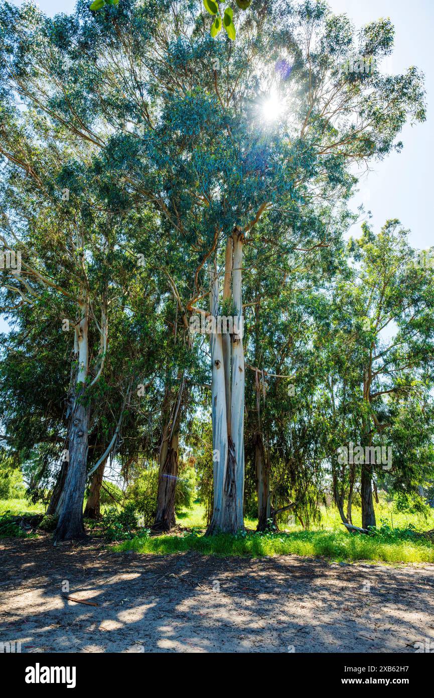 Large old Eucalyptus Trees; Douglas Family Preserve; Santa Barbara ...