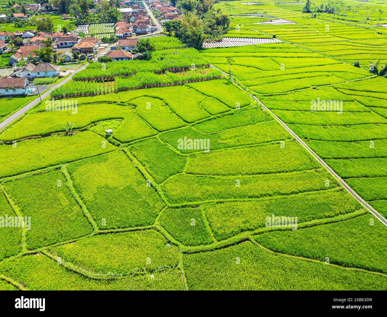 Aerial view rice field in front of Simbar Semeru volcano. the highest ...