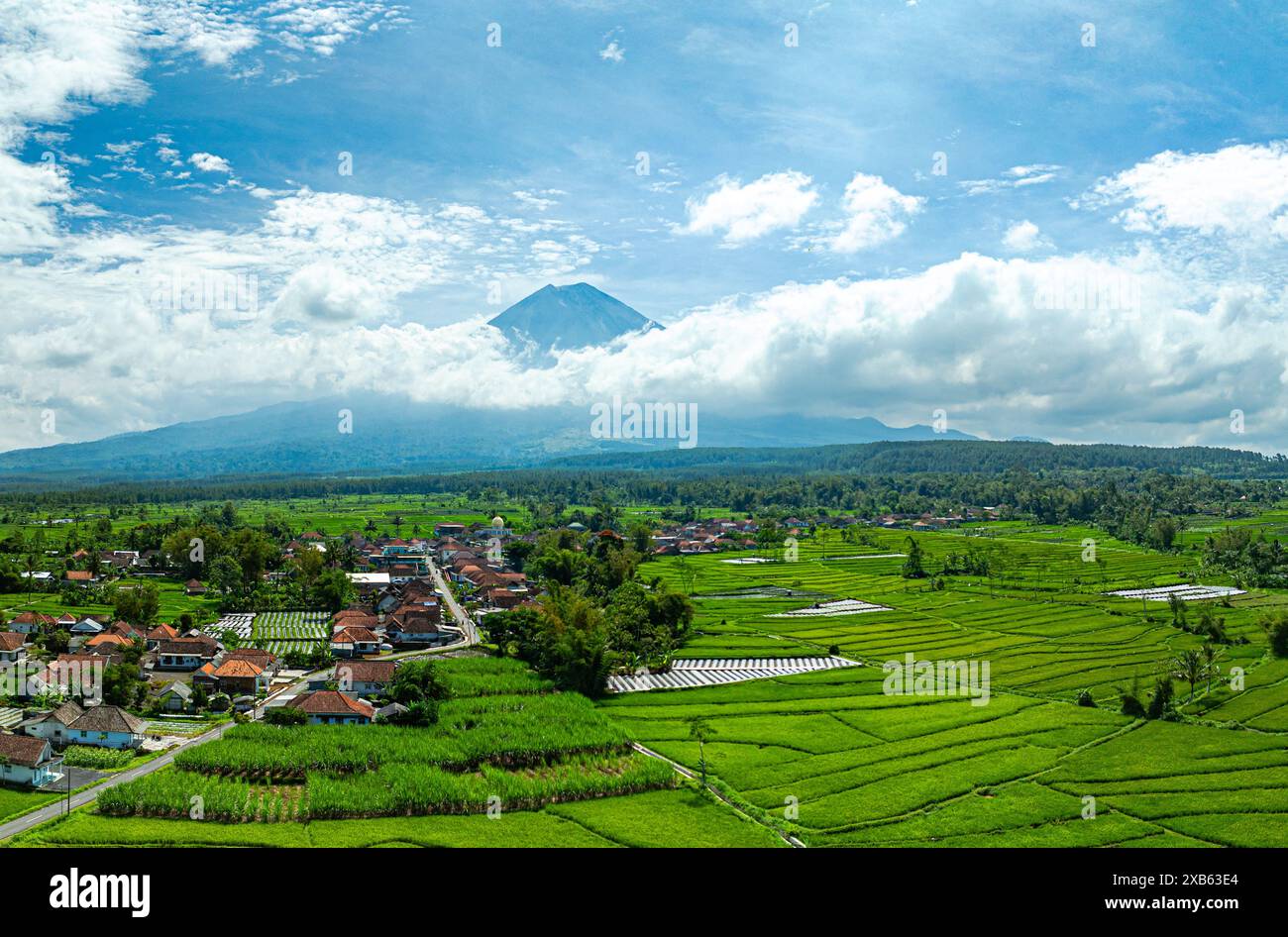 Aerial view rice field in front of Simbar Semeru volcano. the highest ...