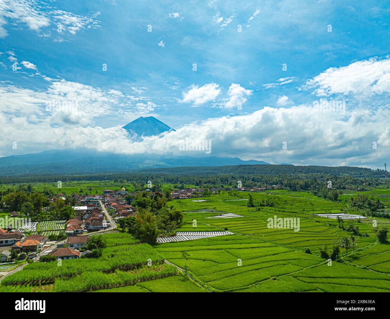 Aerial view rice field in front of Simbar Semeru volcano. the highest ...