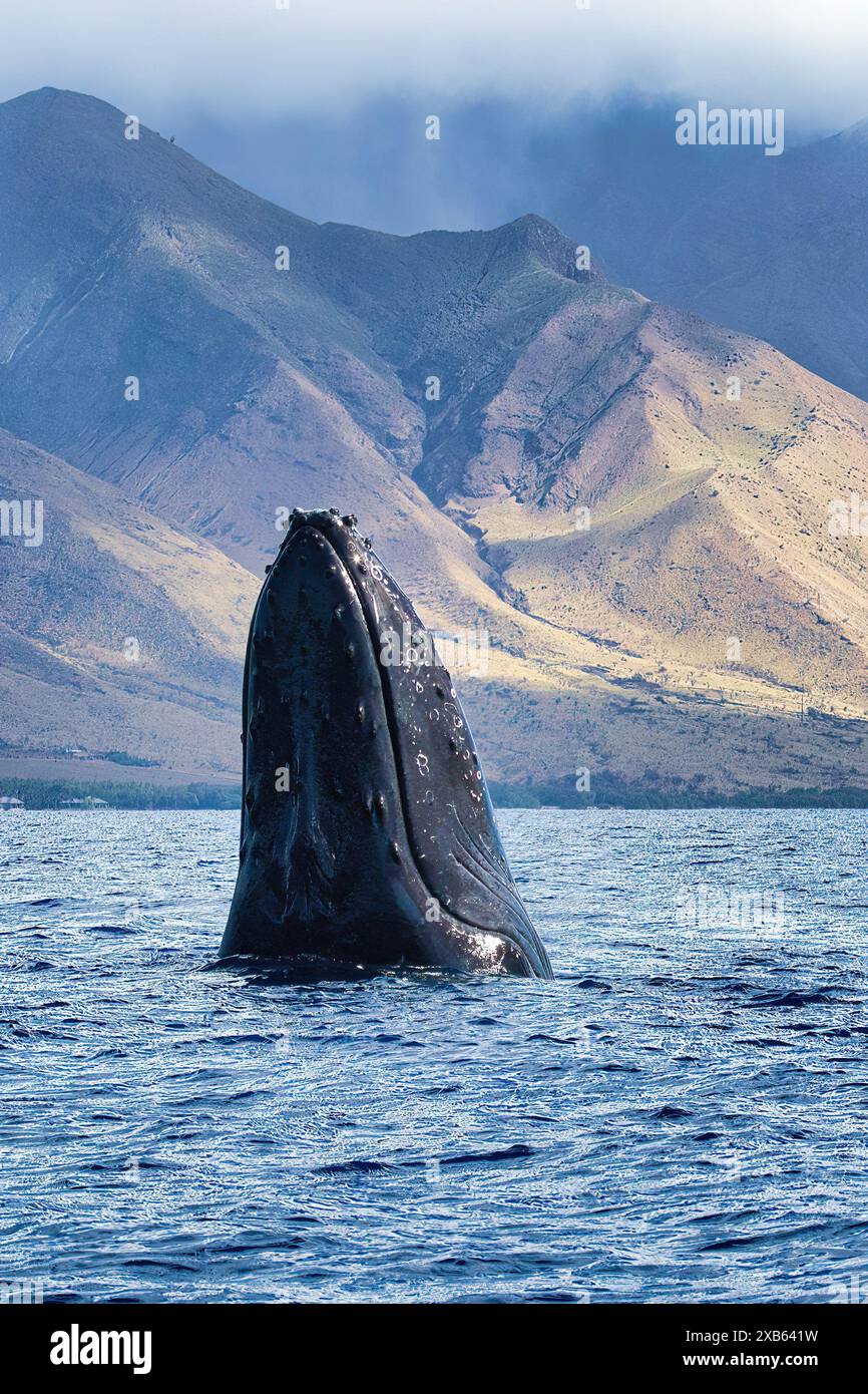 Humpback whale spy hopping to see better Stock Photo - Alamy
