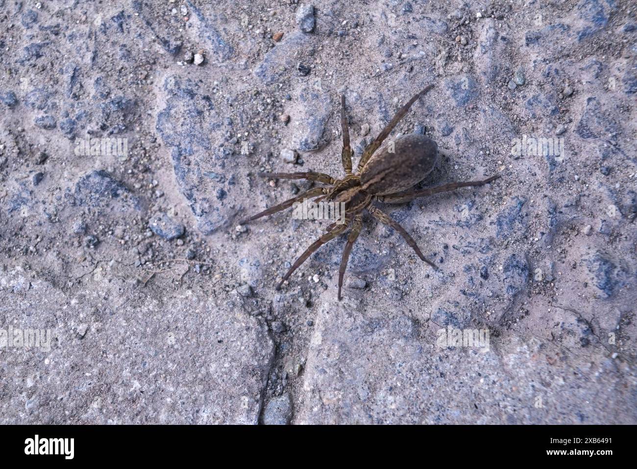 Trochosa ruricola, a spider whose common name is rustic wolf spider ...