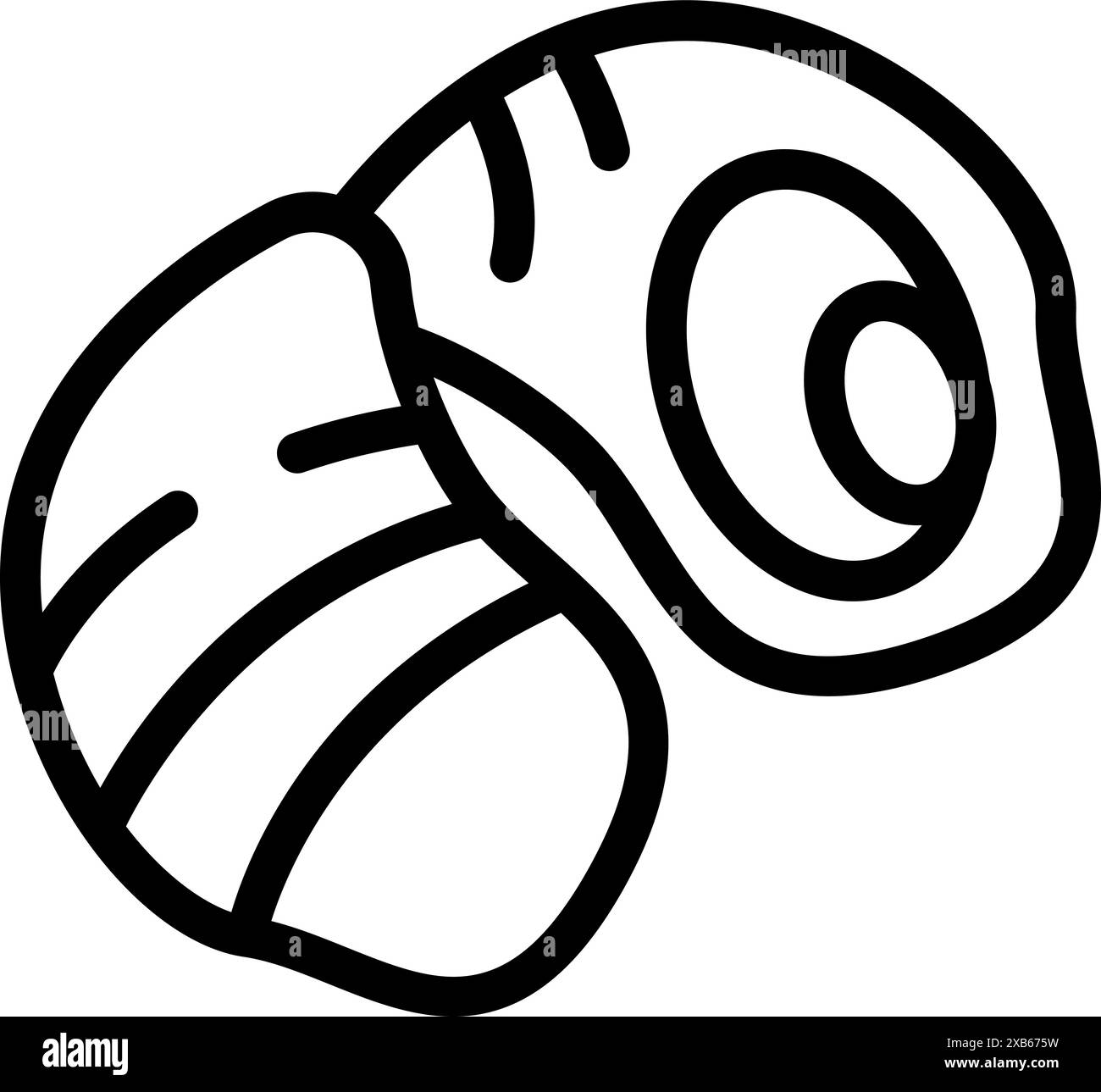 This simple line drawing depicts a spiral shell, highlighting its ...