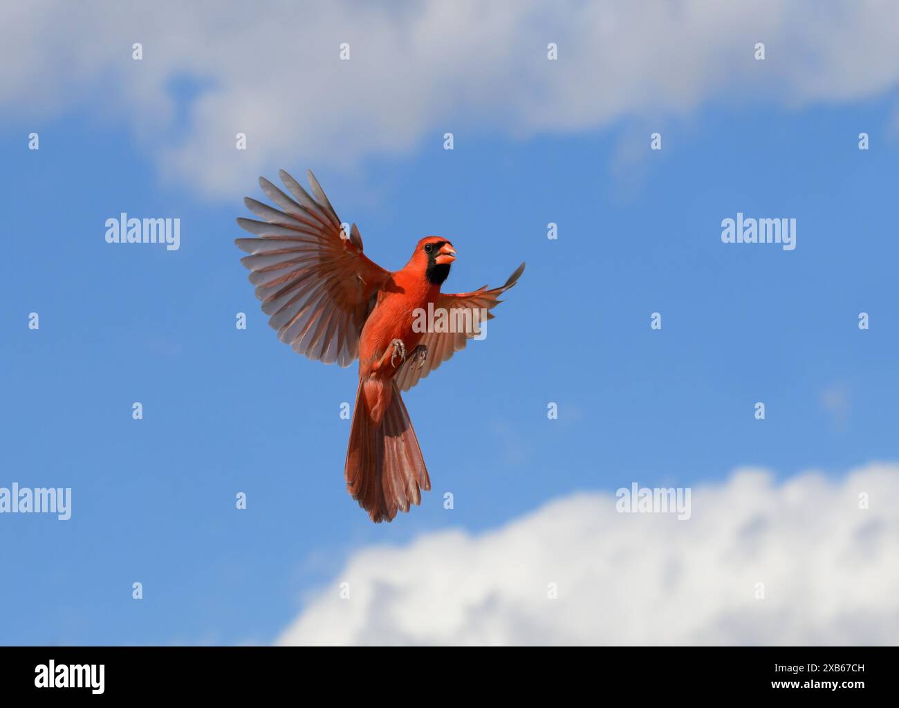 Male Northern Cardinal in flight, with wings spread out midflight, with ...