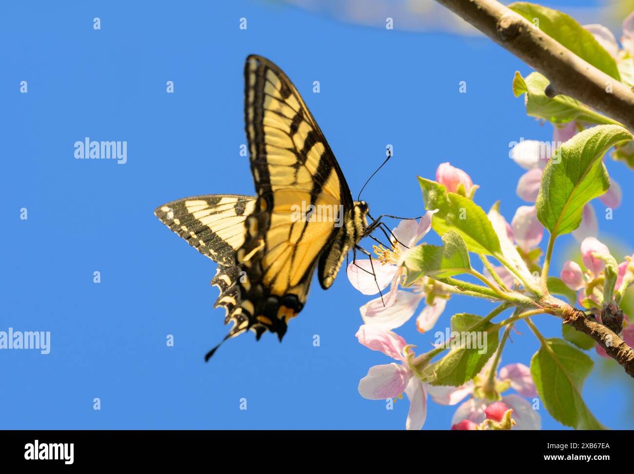 Closeup of an Eastern Tiger Swallowtail pollination a light pink apple ...