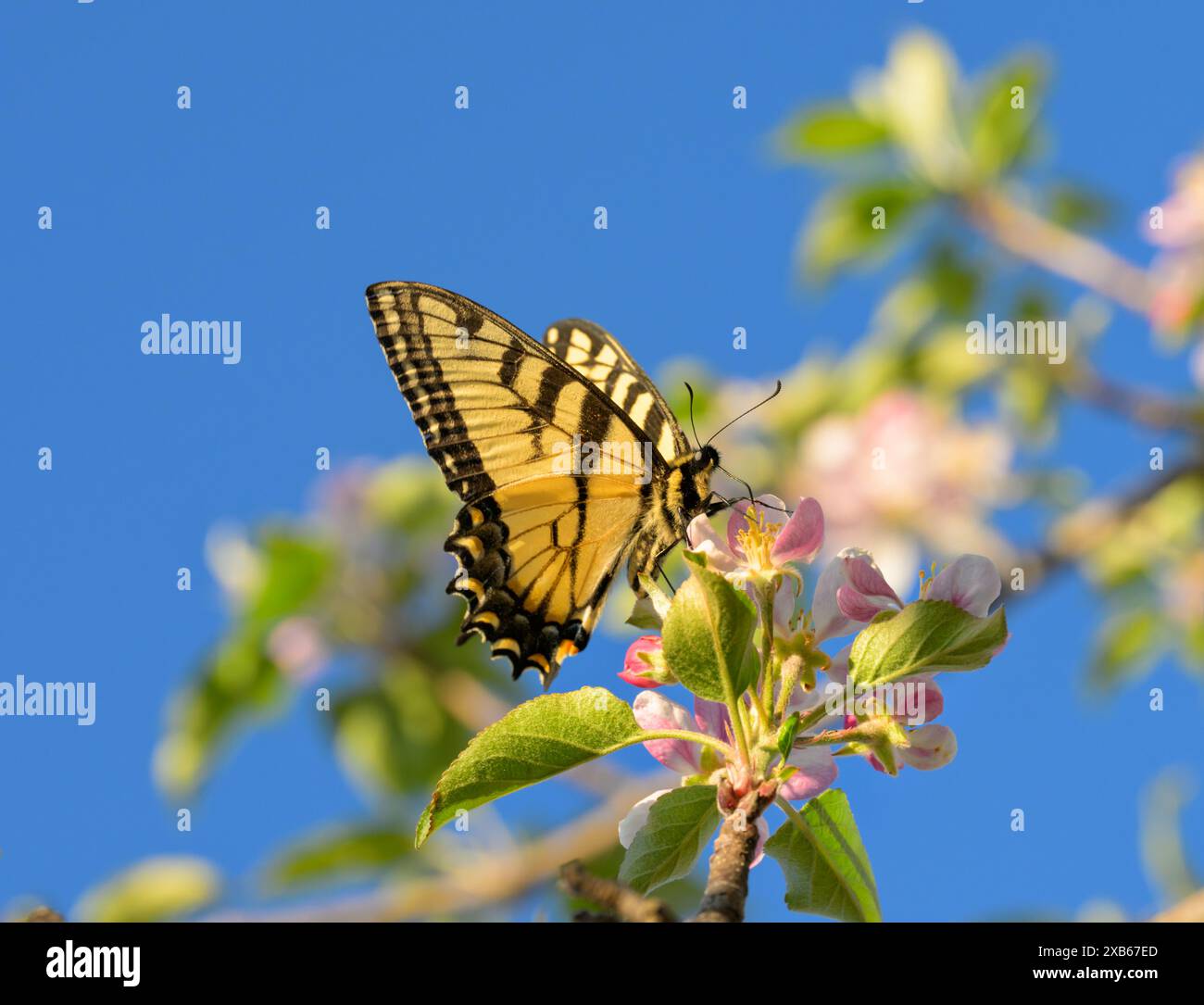 Ventral view of an Eastern Tiger Swallowtail butterfly feeding on ...