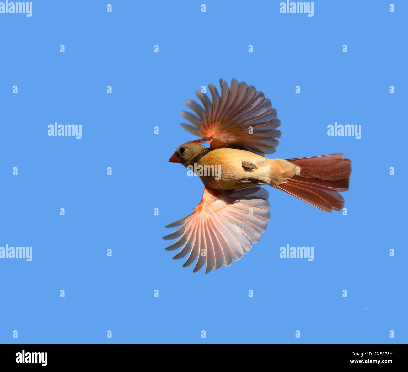 Female Northern Cardinal in flight against blue sky Stock Photo - Alamy