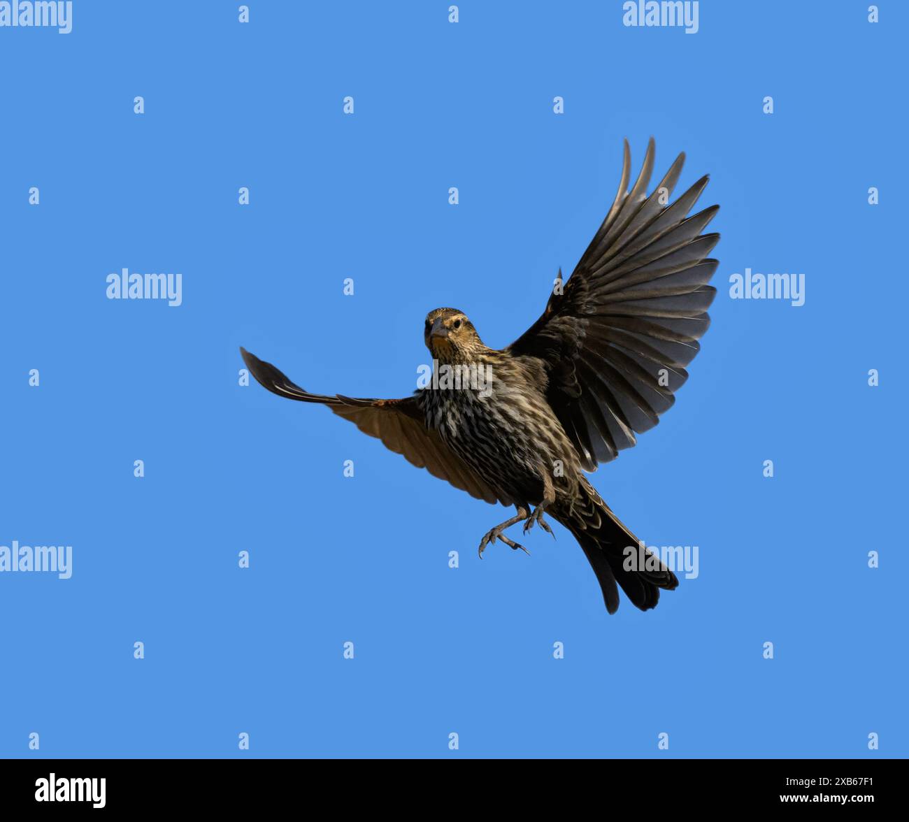 Female Red-winged Blackbird in flight, against blue sky Stock Photo - Alamy