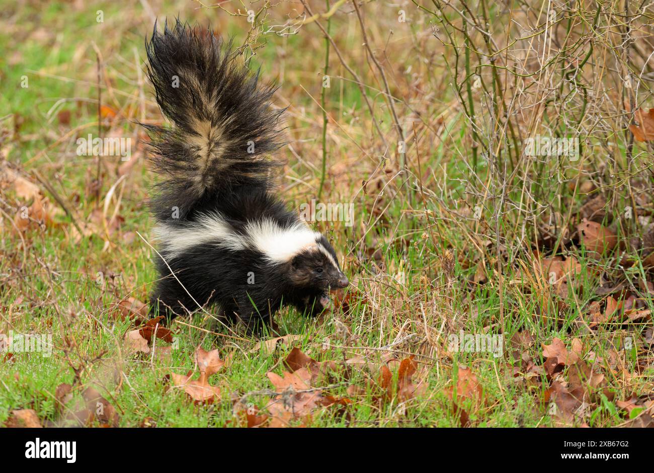 Young Striped skunk walking in a dewy grass on a spring morning Stock ...