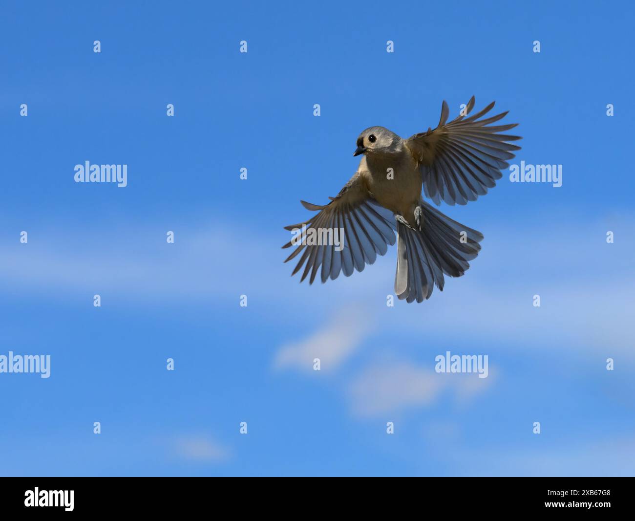 Tufted Titmouse in flight, with wings spread out; against partly cloudy ...