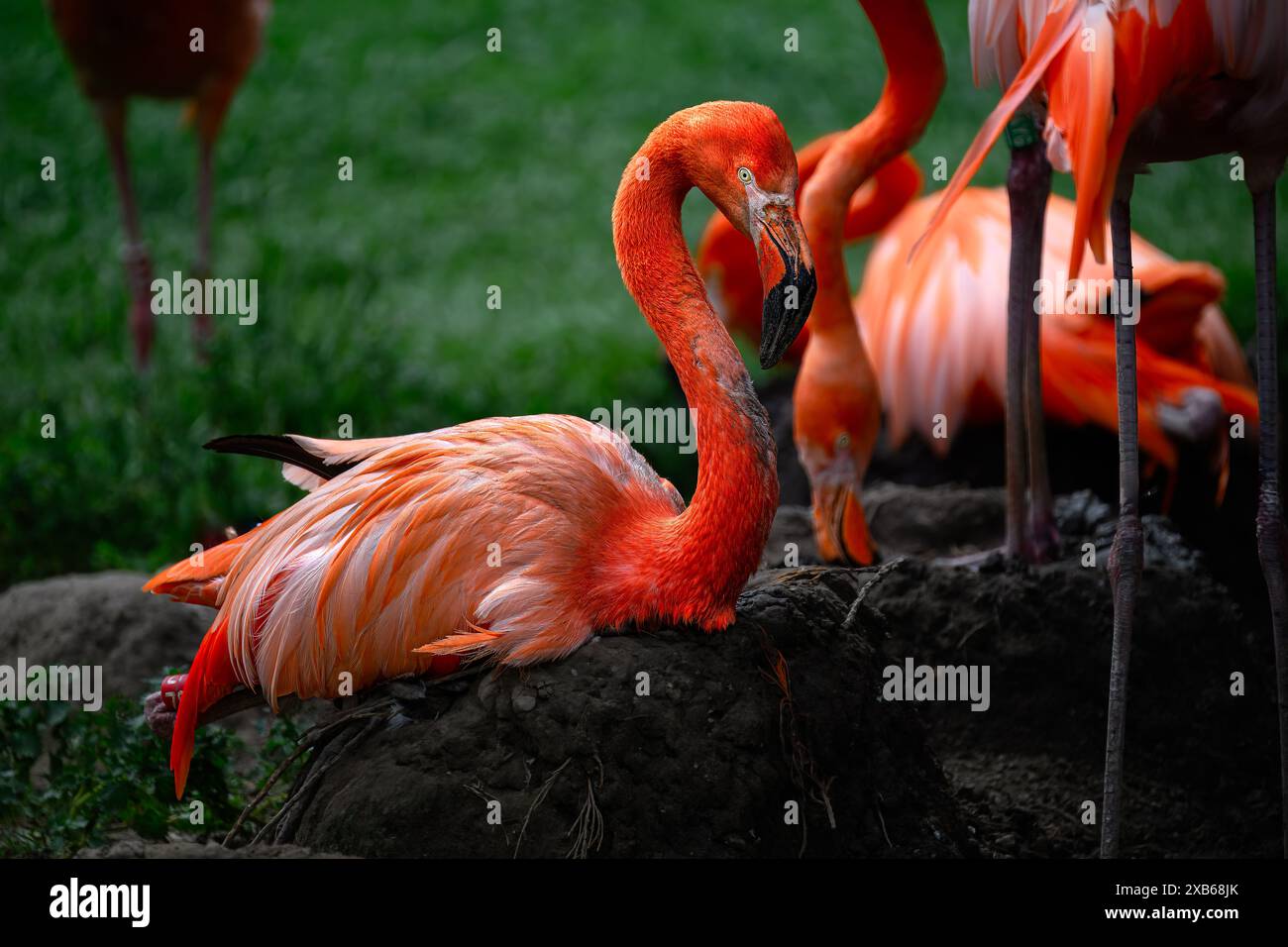 American Flamingos (Phoenicopterus ruber) Breeding Stock Photo - Alamy