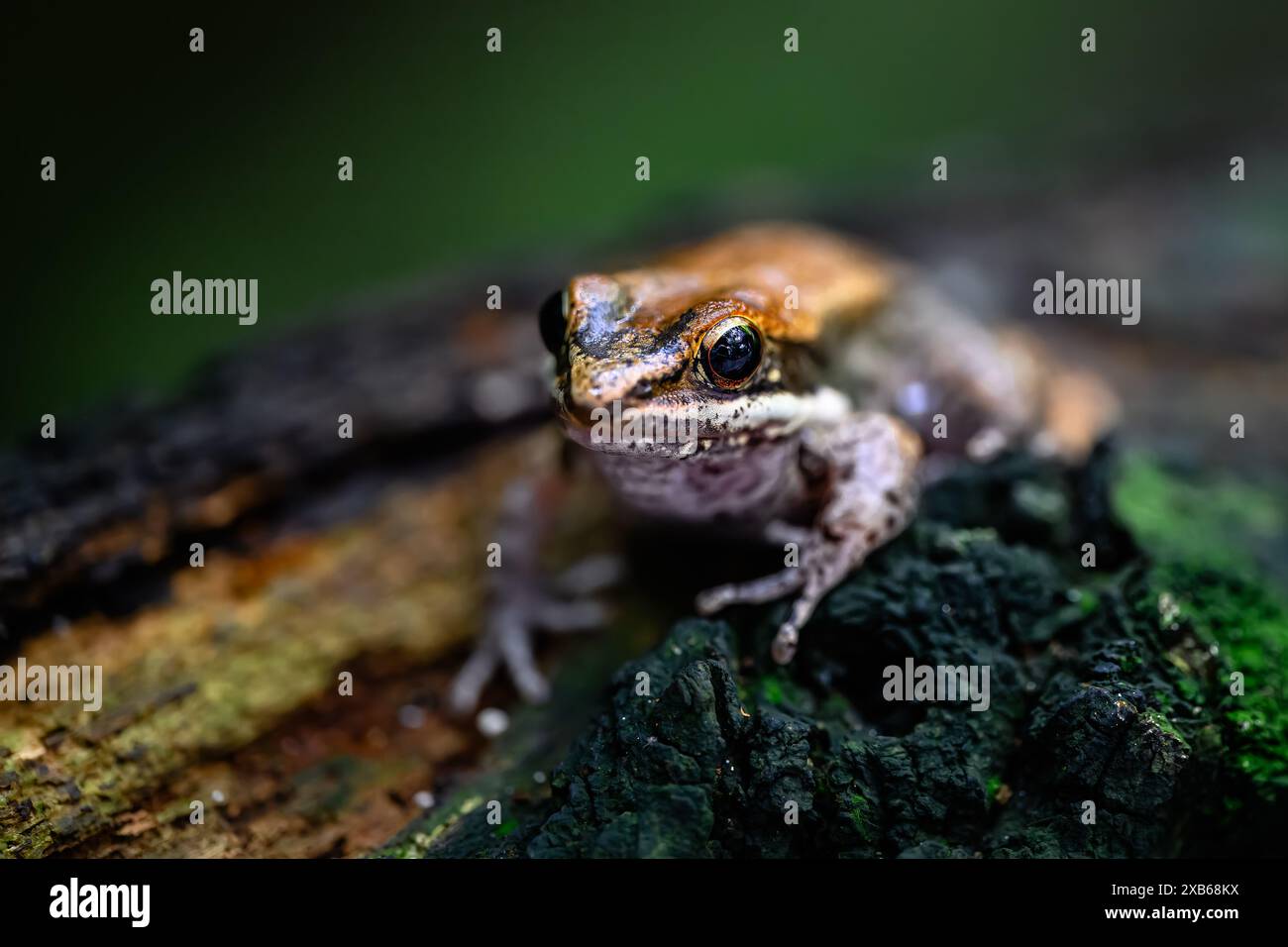 Black-striped or Black-spotted Stream Frog (Sylvirana nigrovittata ...