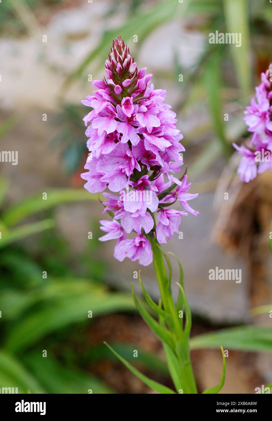 Madeiran Orchid, Dactylorhiza foliosa, Orchidaceae. Madeira Stock Photo ...