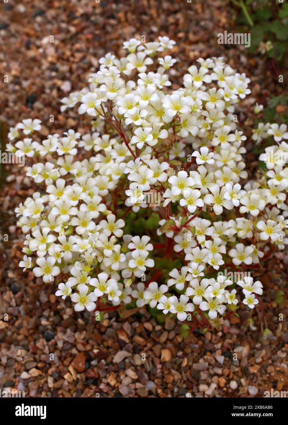 Saxifrages hi-res stock photography and images - Alamy