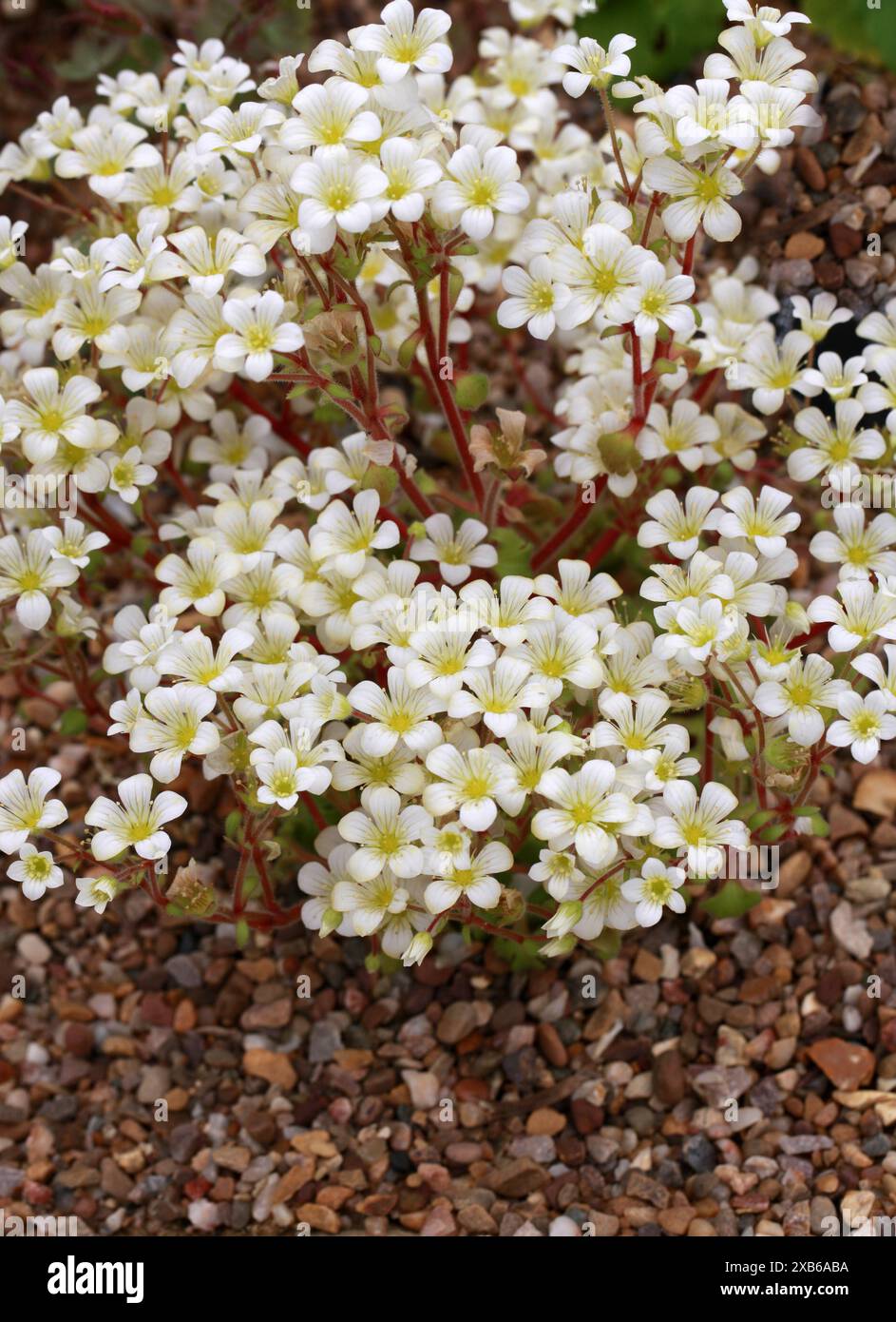 Saxifrages hi-res stock photography and images - Alamy