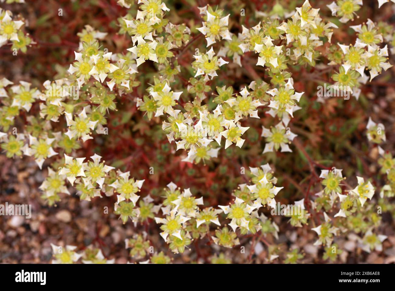 Saxifraga reuteriana, Saxifragaceae. Spain, Mediterranian. Saxifraga is ...