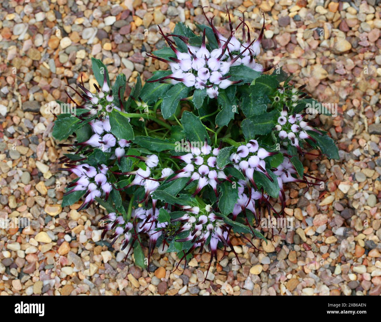 Tufted Horned Rampion, Physoplexis comosa, Campanulaceae. Southern Alps ...
