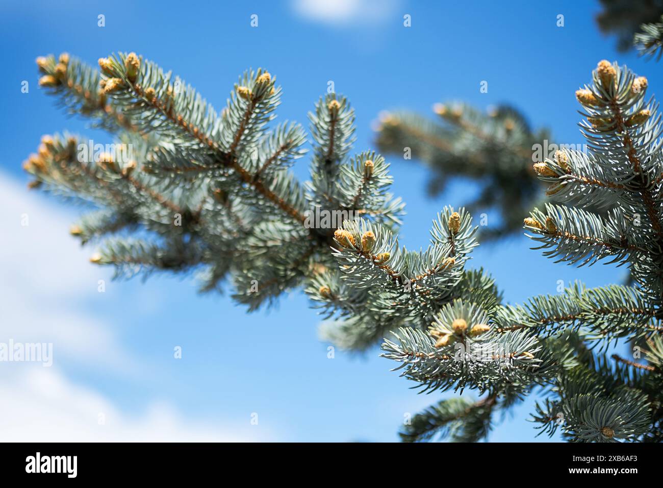 Detail of blue spruce tree against cloudy sky Stock Photo - Alamy