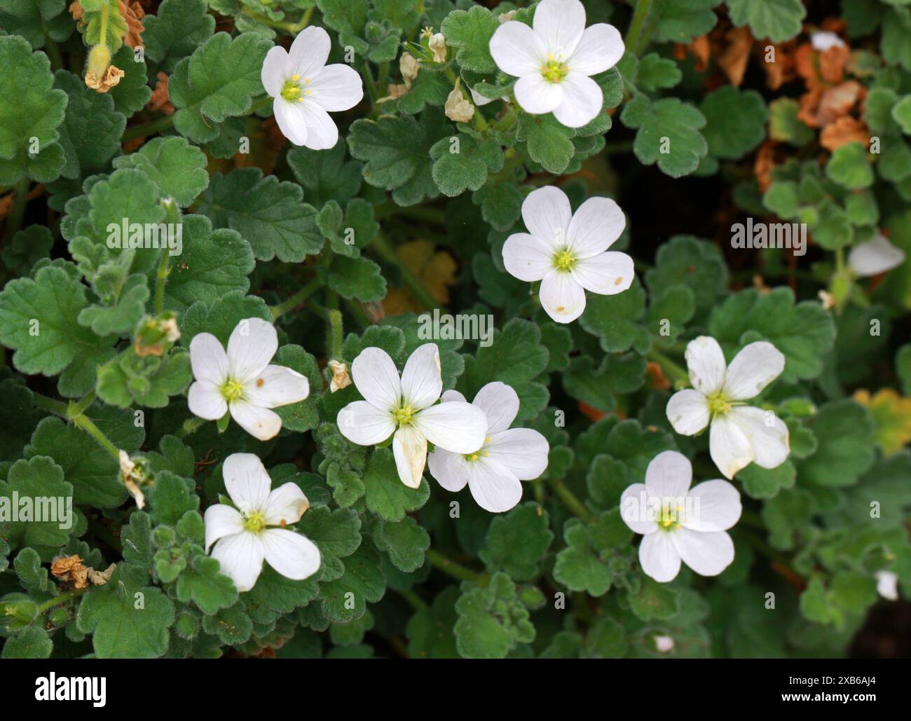 Corsican Storksbill, Erodium corsicum 'Album', Geraniaceae. Corsica ...