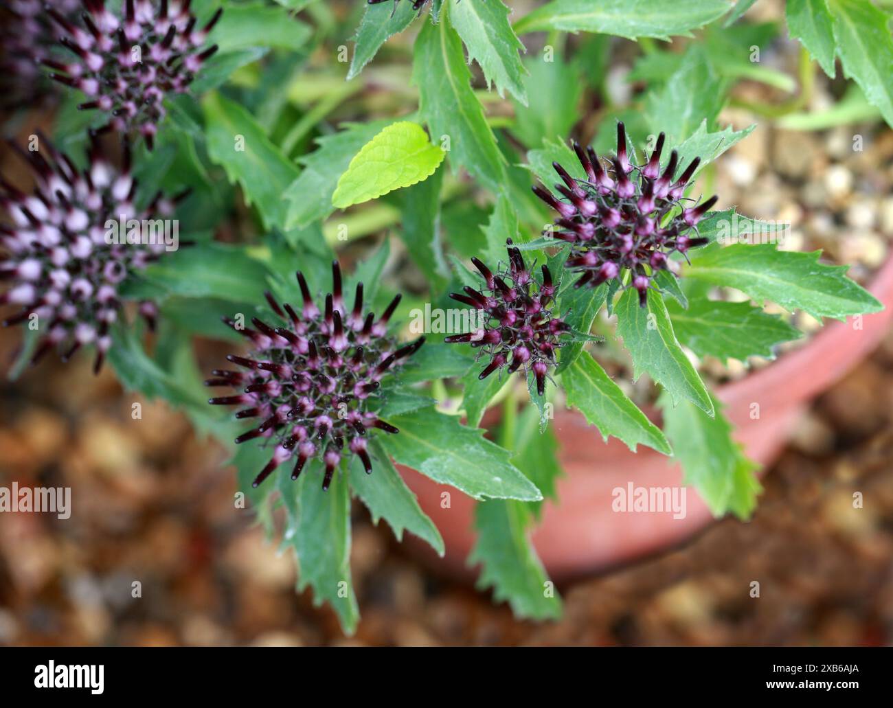 Tufted Horned Rampion, Physoplexis comosa, Campanulaceae. Southern Alps ...