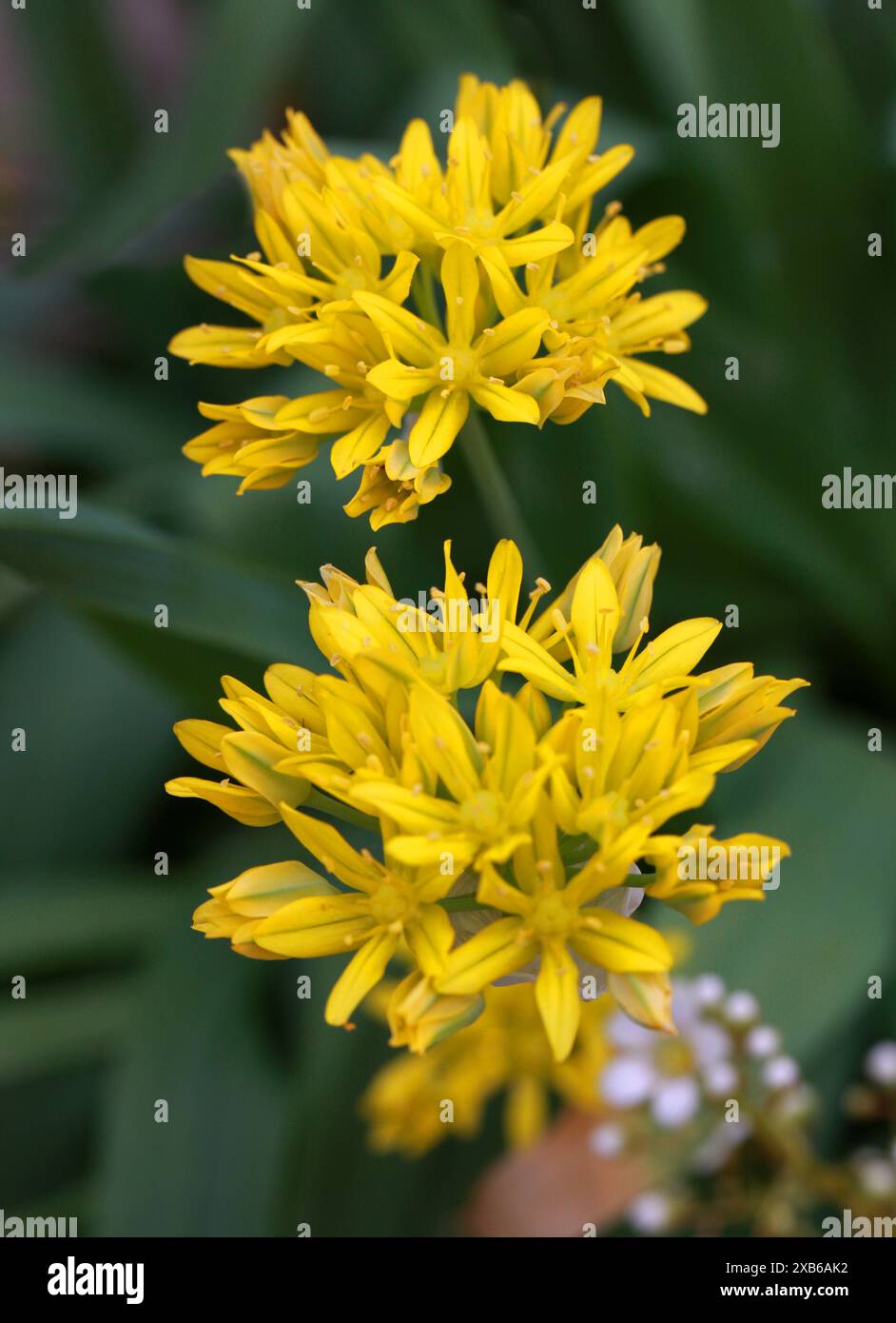 Lily leek allium moly hi-res stock photography and images - Alamy