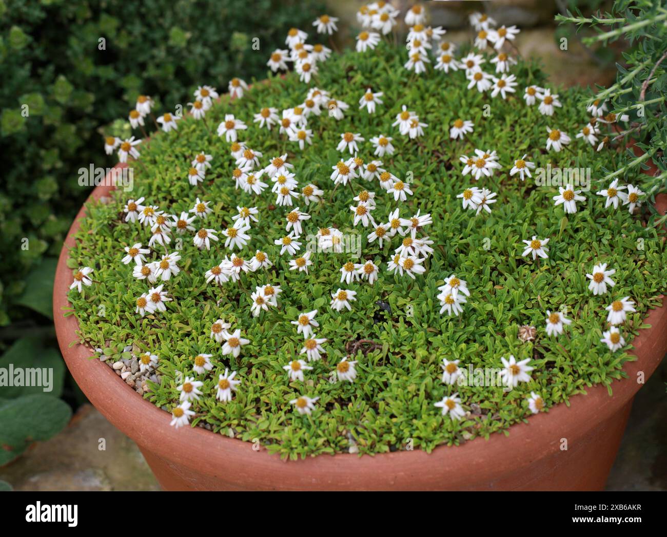 Winn falls fleabane hi-res stock photography and images - Alamy