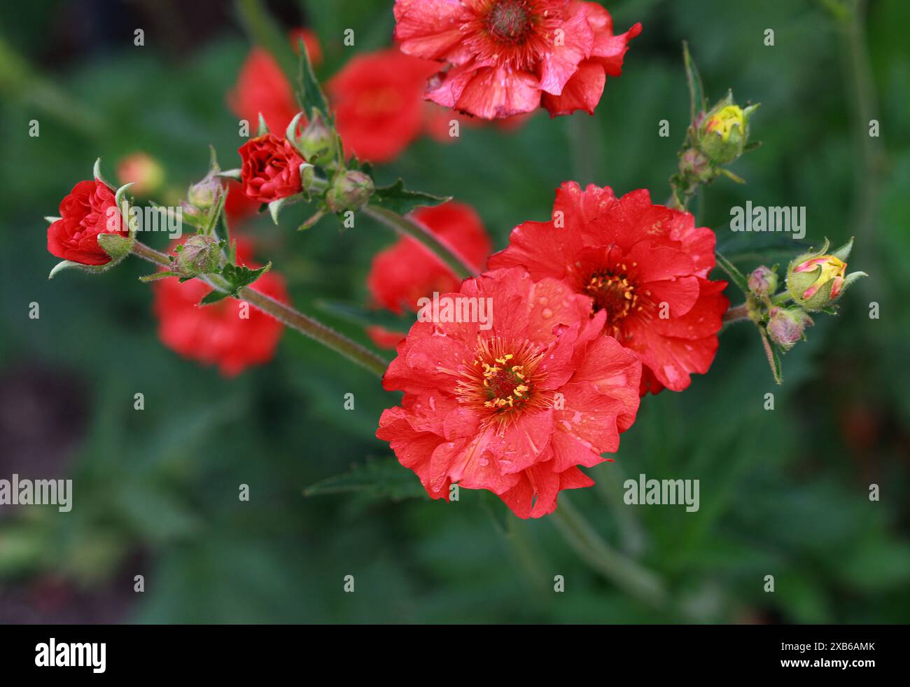Geum 'Mrs J Bradshaw', Rosaceae. Geum commonly called avens, is a genus ...