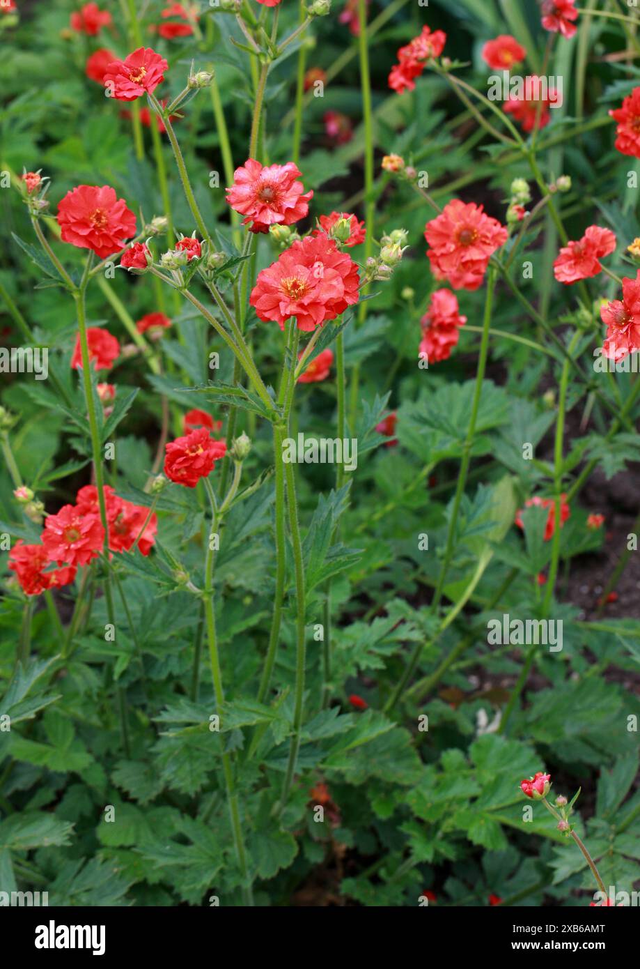 Geum 'Mrs J Bradshaw', Rosaceae. Geum commonly called avens, is a genus ...