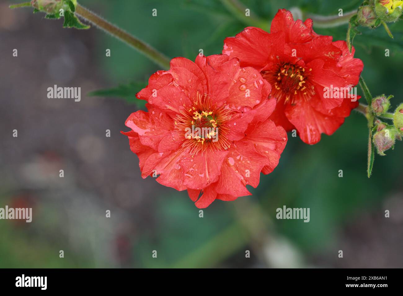 Geum 'Mrs J Bradshaw', Rosaceae. Geum commonly called avens, is a genus ...