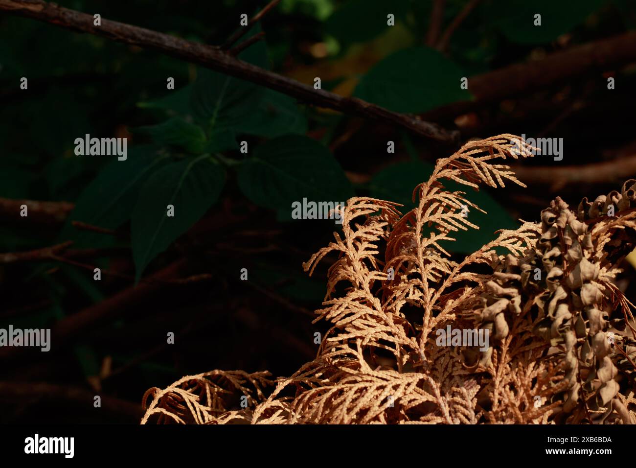 Texture tree brownish color hi-res stock photography and images - Alamy