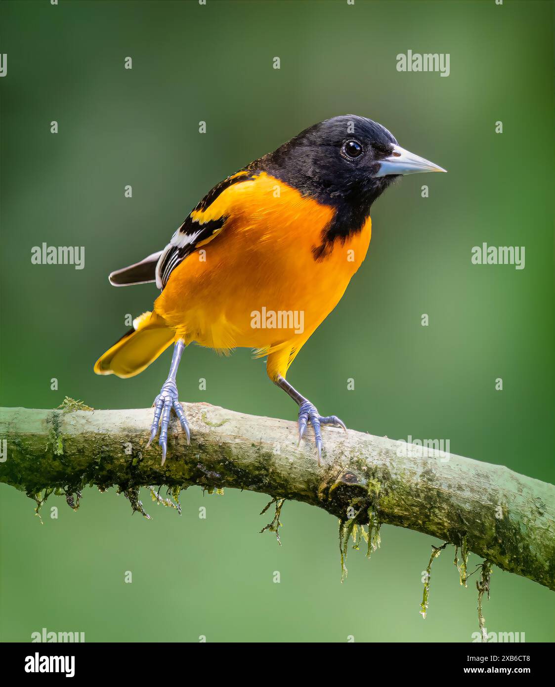 Northern oriole icterus galbula hi-res stock photography and images - Alamy