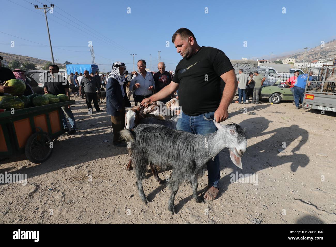 Nablus. 10th June, 2024. People select livestock at a livestock market ...