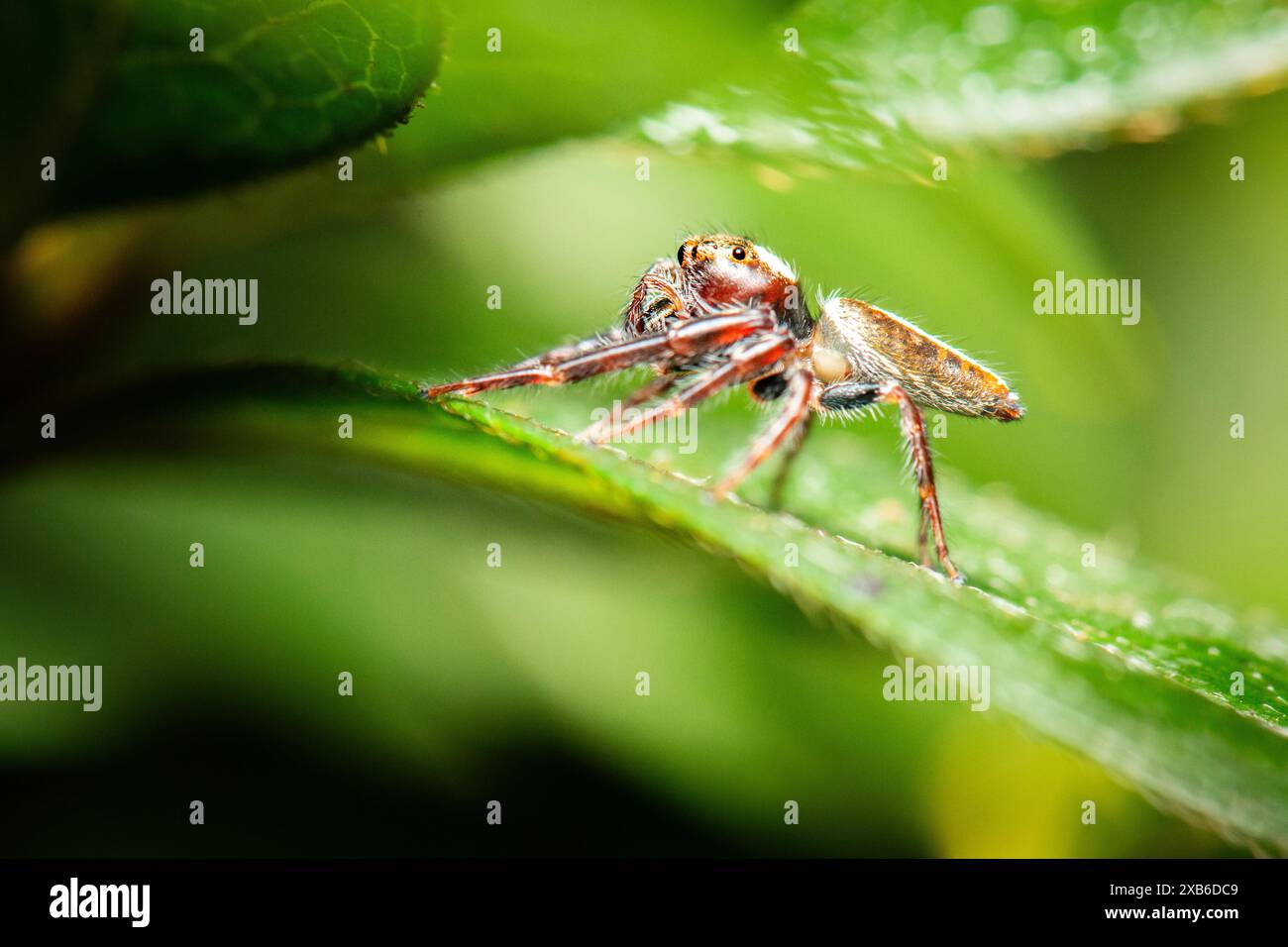 Jumping spiders are a group of spiders that constitute the family ...