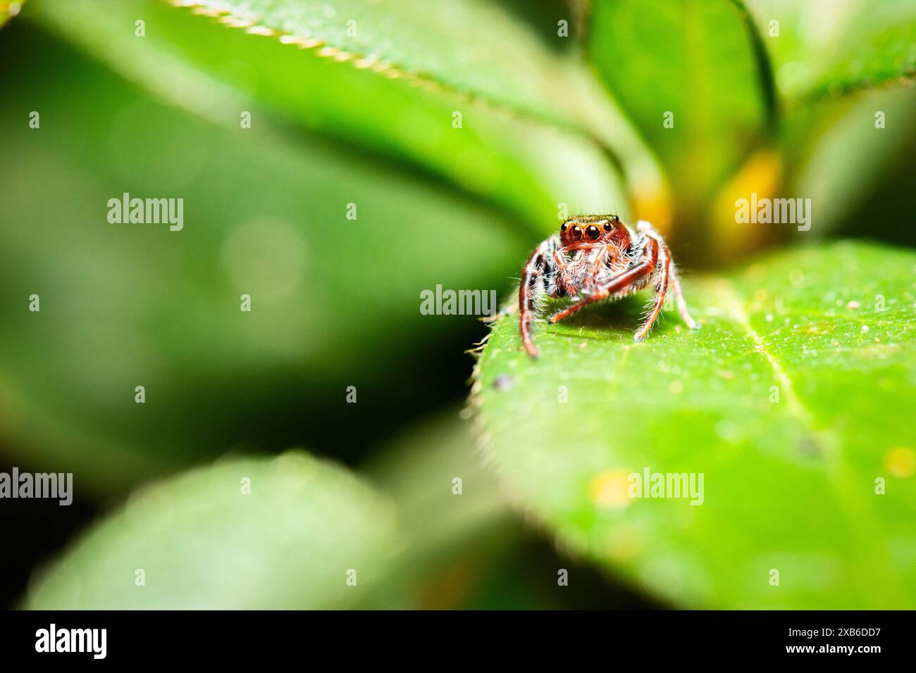 Jumping spiders are a group of spiders that constitute the family ...
