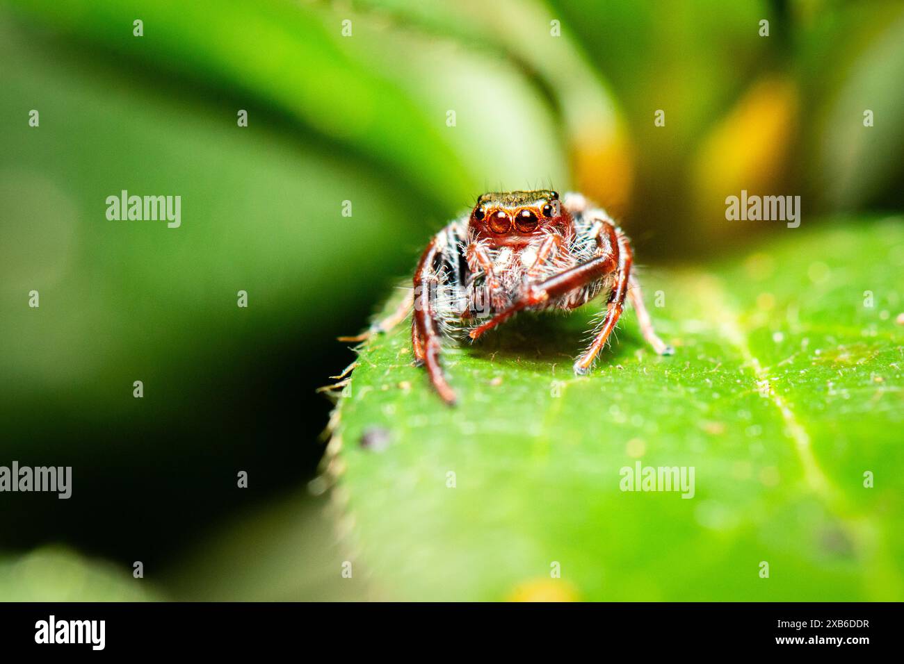 Jumping spiders are a group of spiders that constitute the family ...