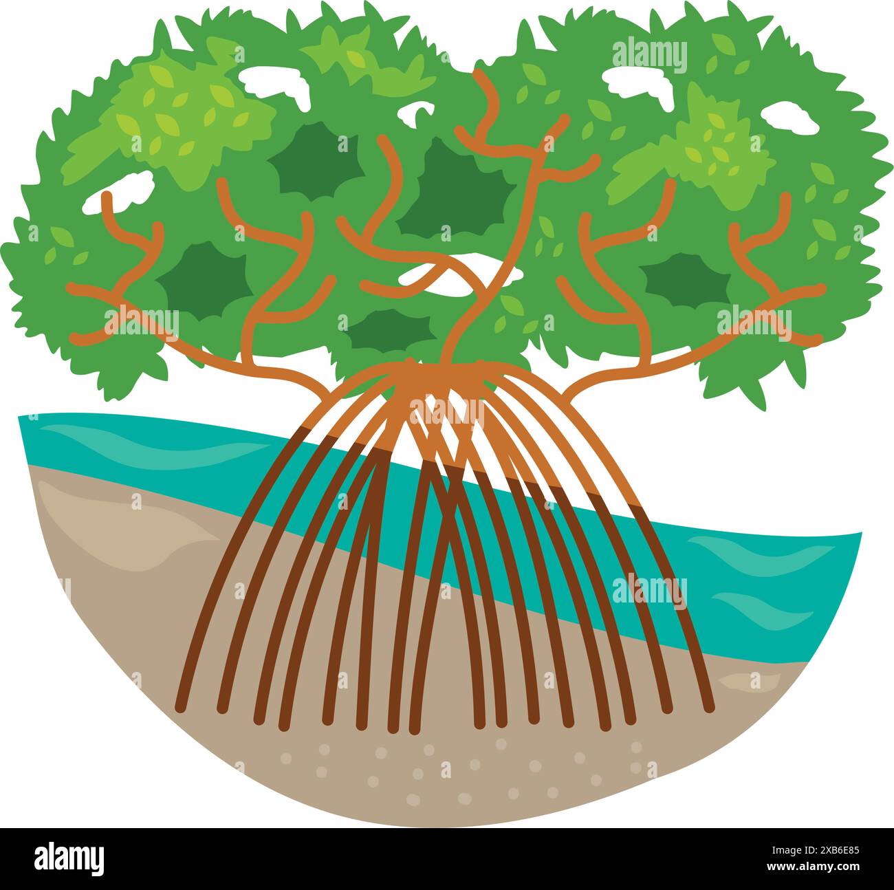 Mangroves plants Stock Vector Images - Alamy