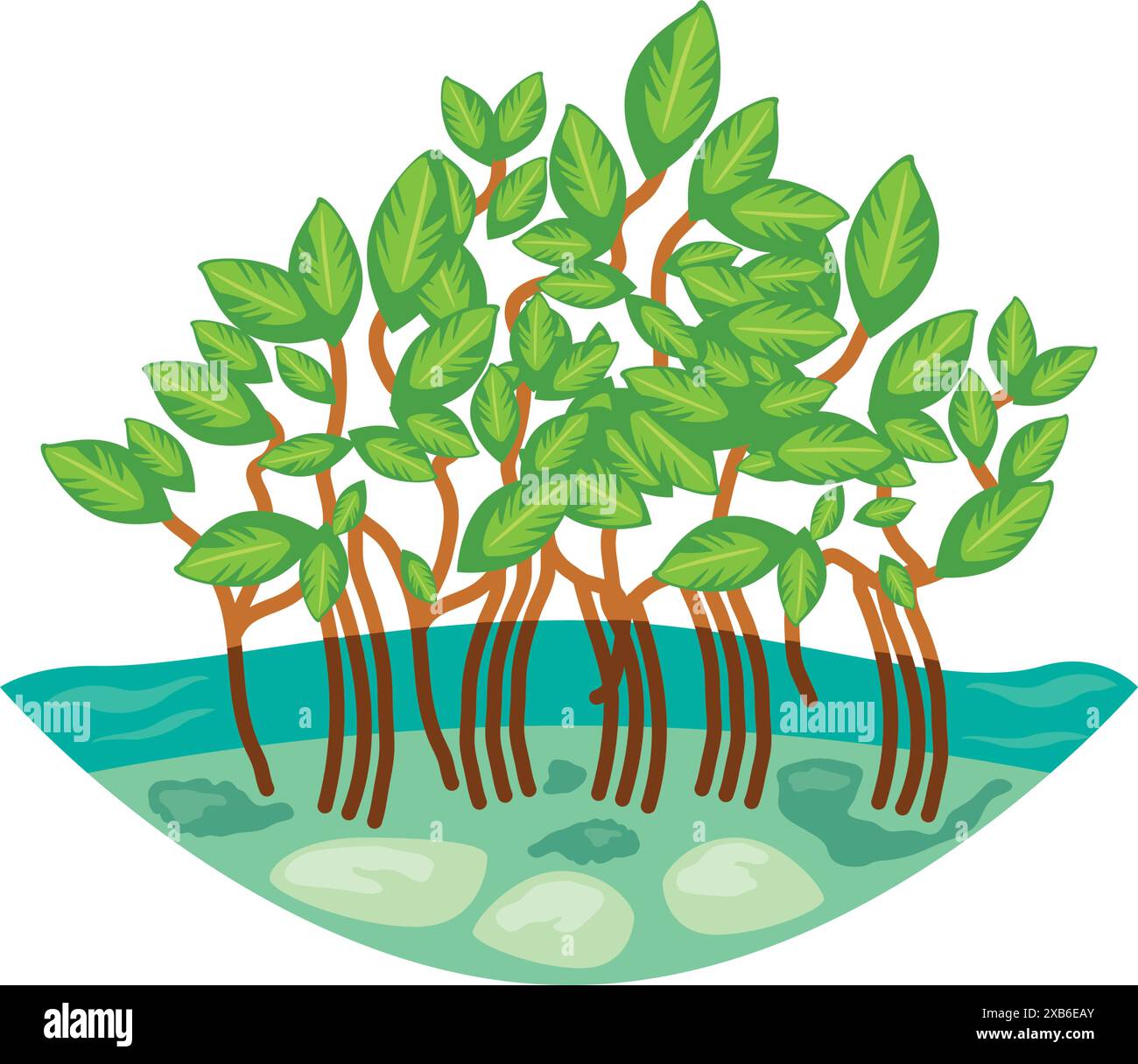Mangrove roots Stock Vector Images - Alamy