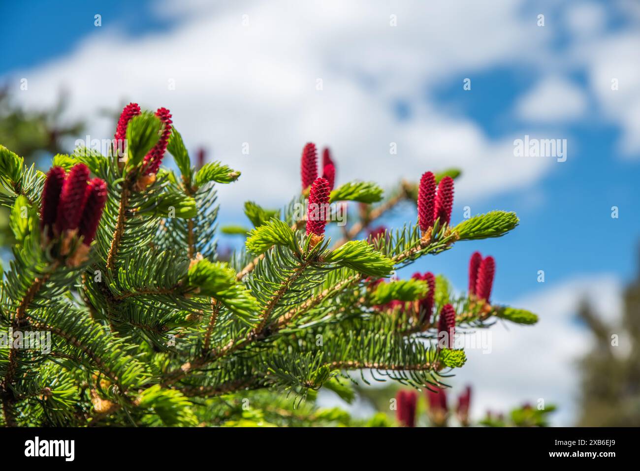 Picea jezoensis, dark-bark spruce or Ezo spruce growing in Far East of ...