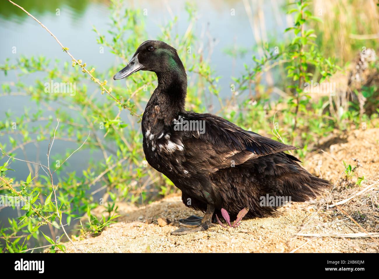 The Pomeranian or Pommern duck also known such as the Shetland duck and ...